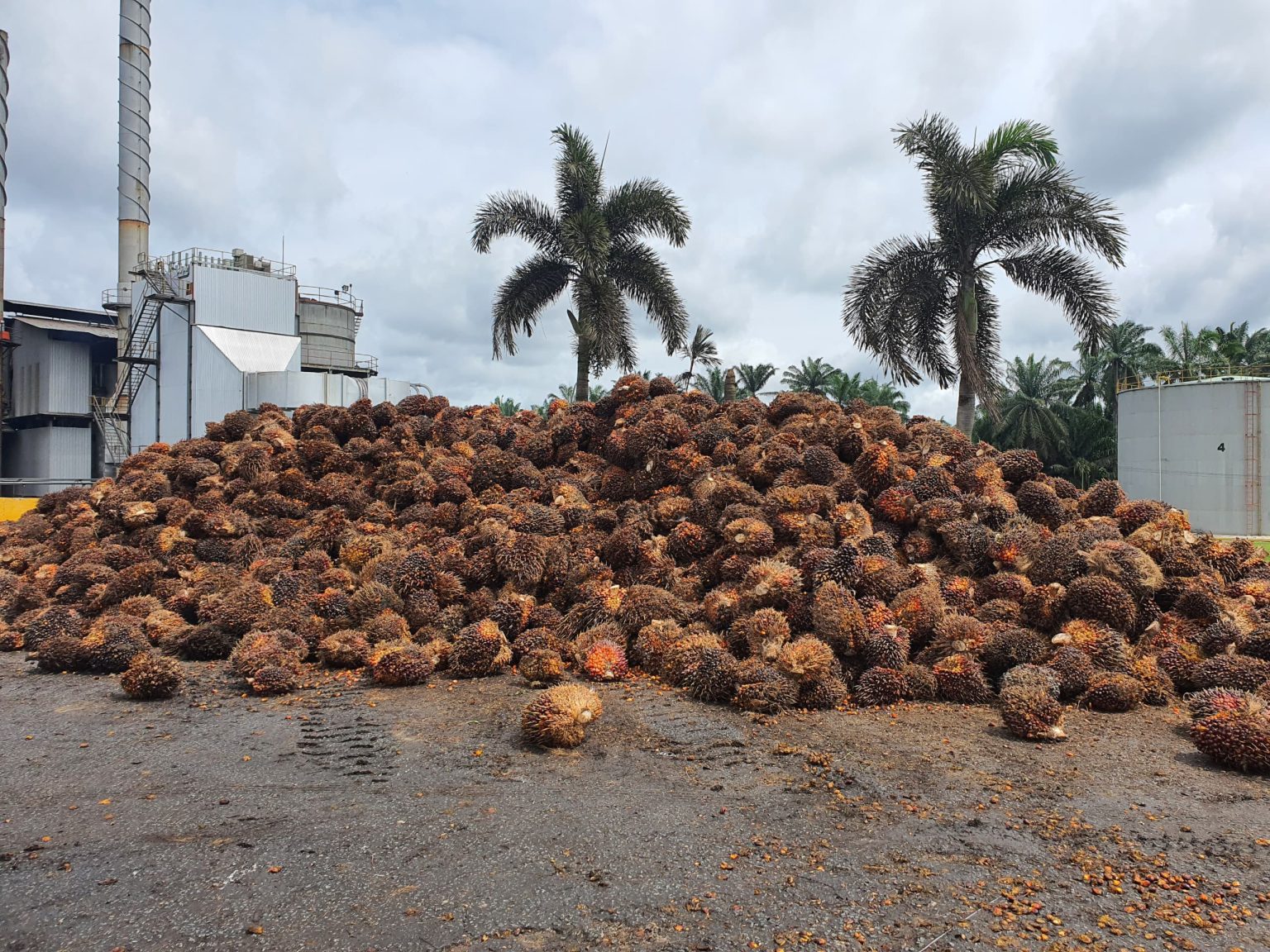 Serting Hilir Palm Oil Mill | FGV IFFCO